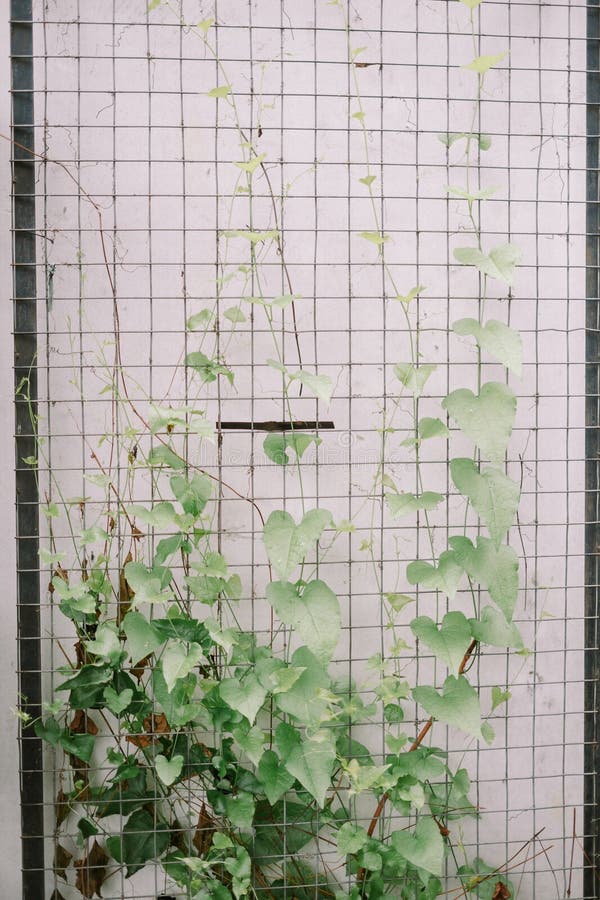 Vines on Wire Mesh Fence stock image. Image of nature - 356121081