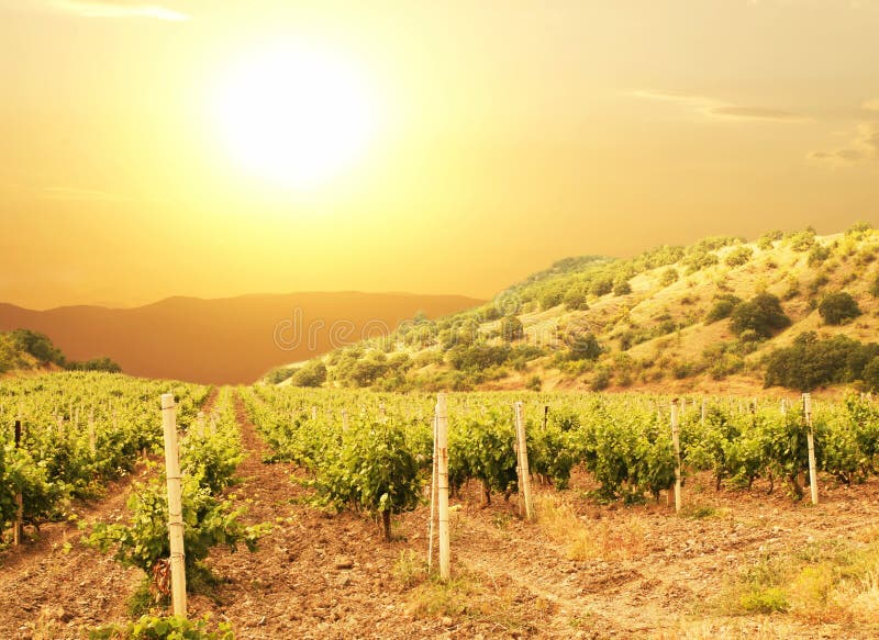 Vineuard stock image. Image of vineyards, wine, leaves - 54196879