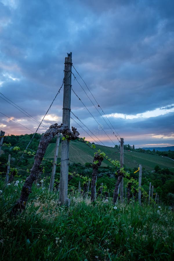 Viney Landscape with Grey Clouds in Dawn Stock Image - Image of growth ...