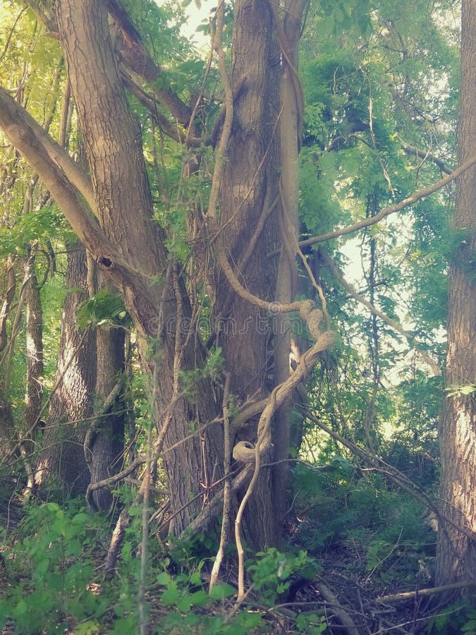 112 Viney Stock Photos - Free & Royalty-Free Stock Photos from Dreamstime