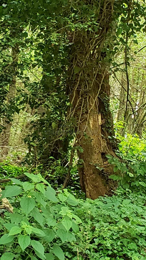 112 Viney Stock Photos - Free & Royalty-Free Stock Photos from Dreamstime