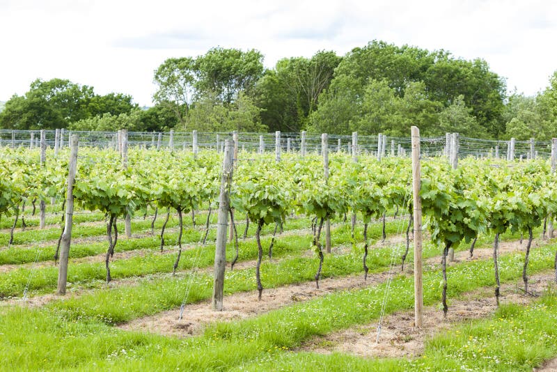 Vineyar, Kent, England stock image. Image of viticulture - 55232235