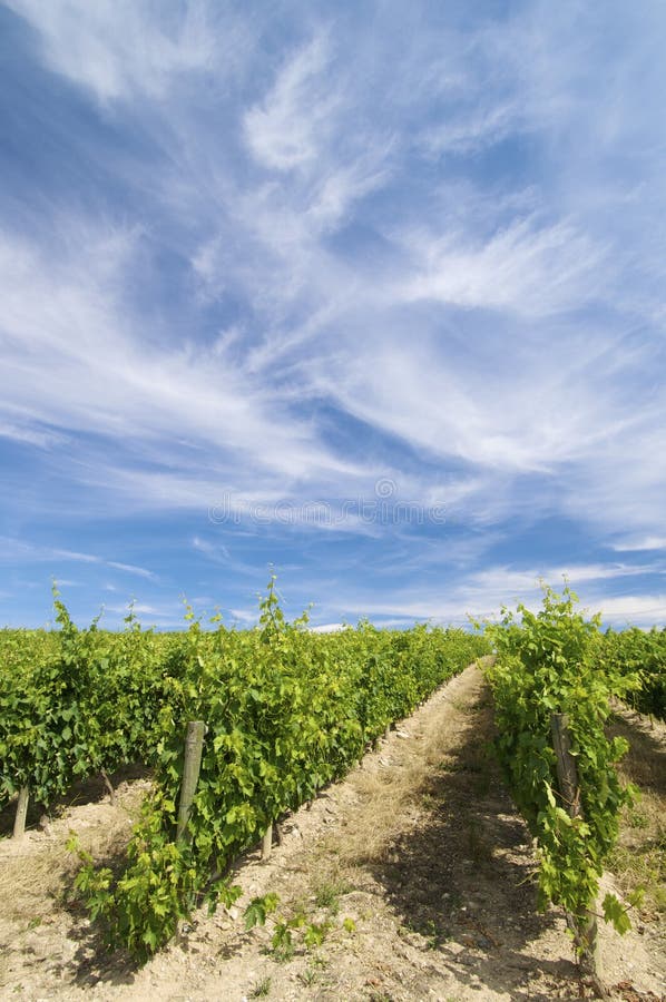 Vineyard field stock photo. Image of crop, organic, macedonia - 4970522