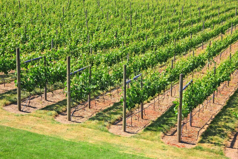Vineyard Rows stock photo. Image of winery, field, alcohol - 193474