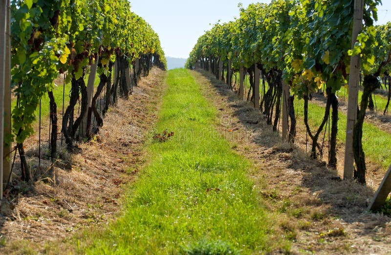 Vineyard stock image. Image of vineyard, food, ripening - 11281755