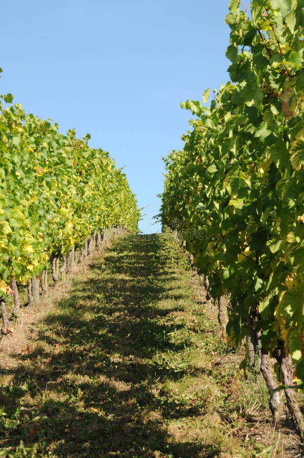 Vineyard stock image. Image of blue, vintners, leaves - 11797467