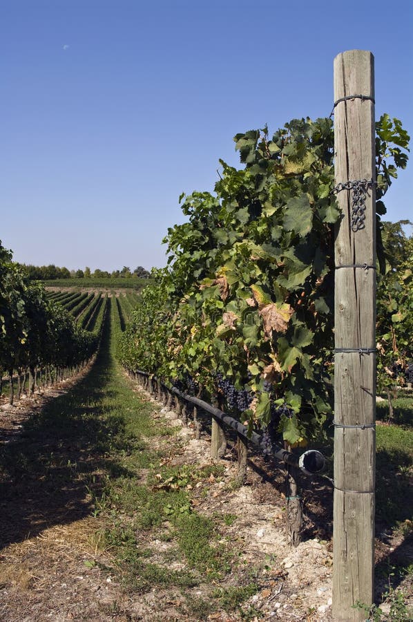 Grape Vines on Fence stock photo. Image of blue, wooden - 130554
