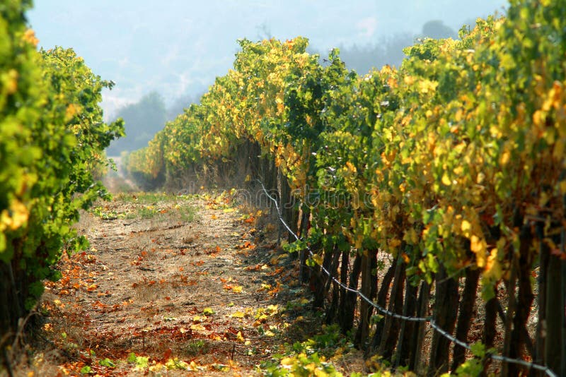Fall Vineyard stock photo. Image of beauty, nature, seasonal - 2020818