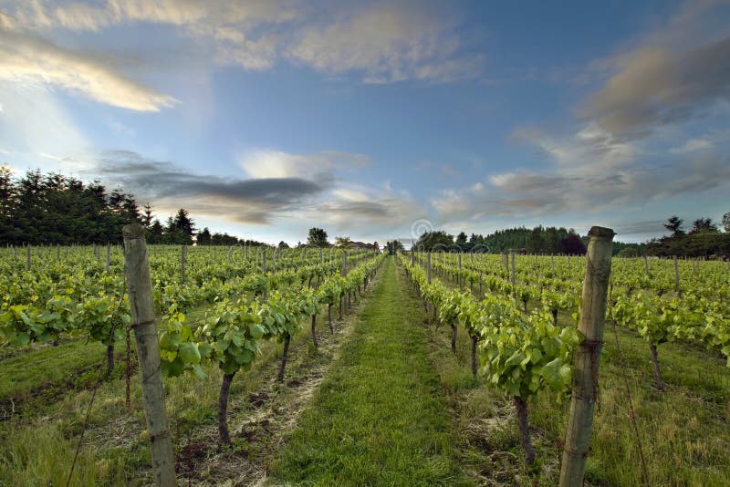 Vineyard stock photo. Image of valley, country, landscape - 14886380