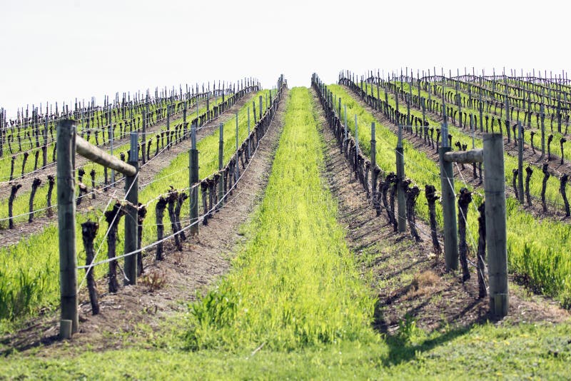 Vineyard stock image. Image of vineyard, rural, agriculture - 15388969