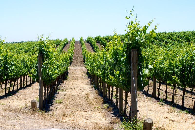 Vineyard Rows stock photo. Image of winery, field, alcohol - 193474
