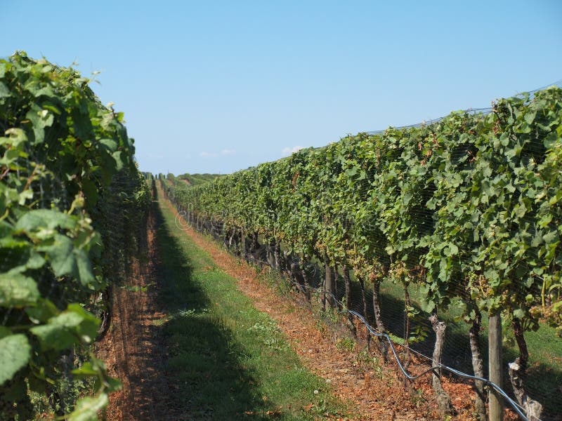 Vineyard field stock image. Image of grape, wine, country - 20251183