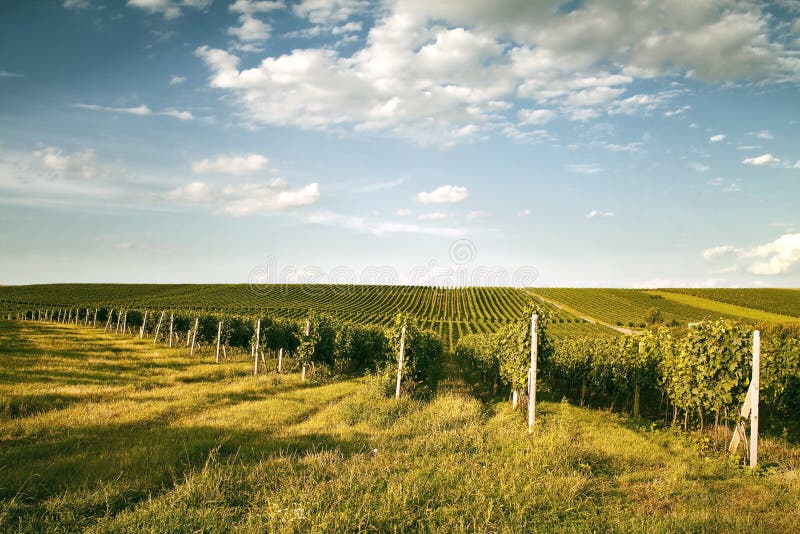 Vineyard stock photo. Image of field, cloudy, transport - 8328714