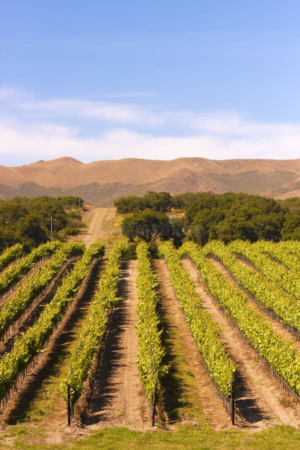 Vineyard Field in Napa Valley Stock Photo - Image of grapevine, field ...