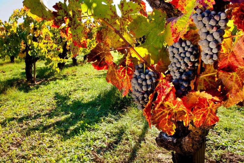 Vineyard stock photo. Image of scenic, industry, fresh - 6185202