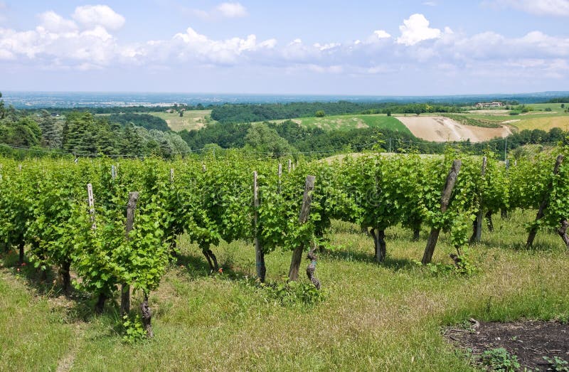 Vineyard, Wine Making stock photo. Image of environment - 5275898