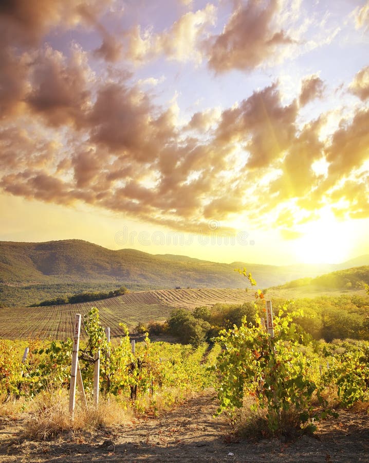 Stunning Sunset Vineyard stock image. Image of earth, cultivated - 6219421