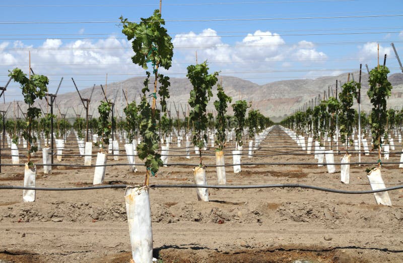 Hanging misters stock image. Image of green, evaporation - 21758877
