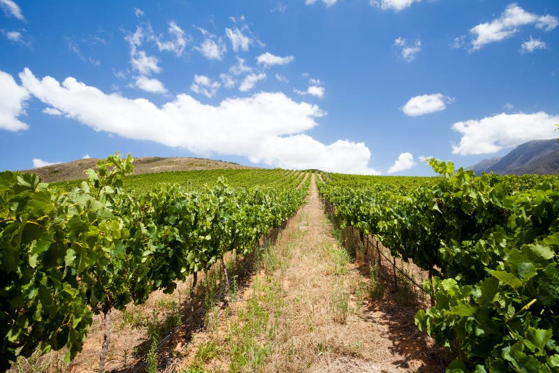Vineyard stock image. Image of green, industry, grass - 14664445
