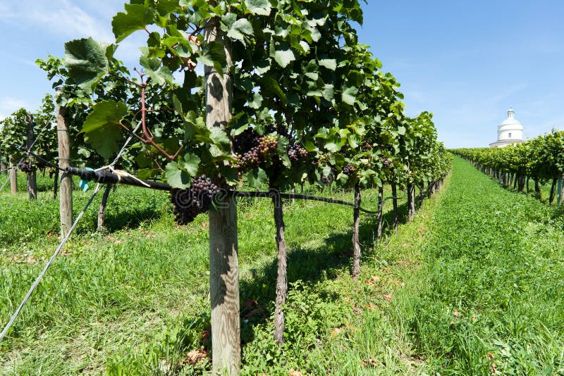 Vineyard stock photo. Image of vineyard, horizontal, agriculture - 25978154