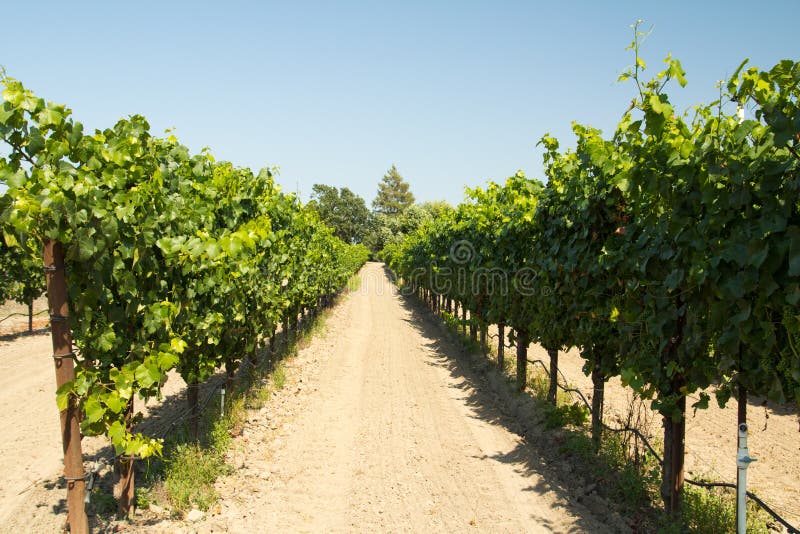 Vineyard stock photo. Image of viniculture, cultivation - 26115580