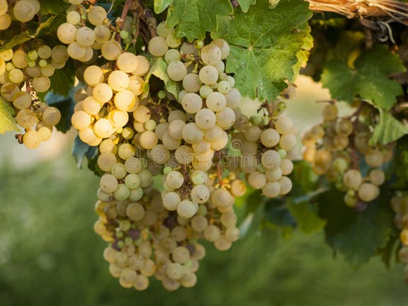 Vineyard stock photo. Image of green, leaf, field, semillon - 26540684
