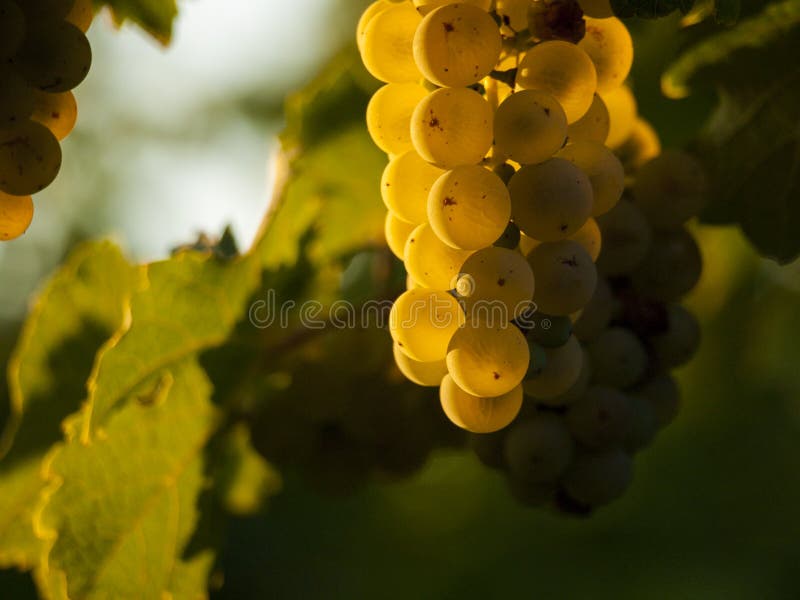 Vineyard stock photo. Image of merlot, plant, ranch, field - 26540594