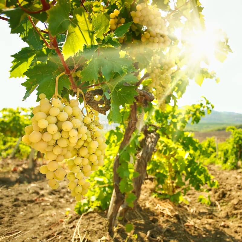 Vineyard stock image. Image of fresh, healthy, background - 32717729