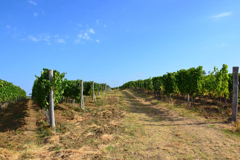 Vineyard stock photo. Image of fresh, horizontal, nature - 27637744