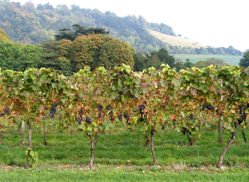 Vineyard stock image. Image of mountain, farming, drink - 18779