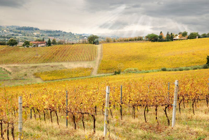 Vineyard stock image. Image of amazing, light, natural - 28144475