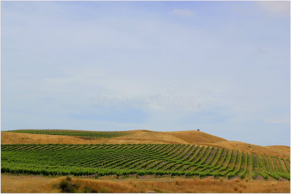Vineyard stock image. Image of grapefield, winery, agriculture - 28701361