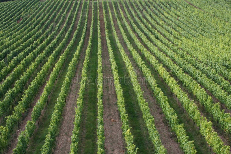 Vertical Vineyards stock photo. Image of vegetation, sonoma - 1028002