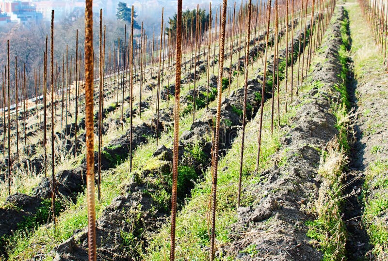 Vineyard stock photo. Image of plant, grapes, rail, bush - 38372676