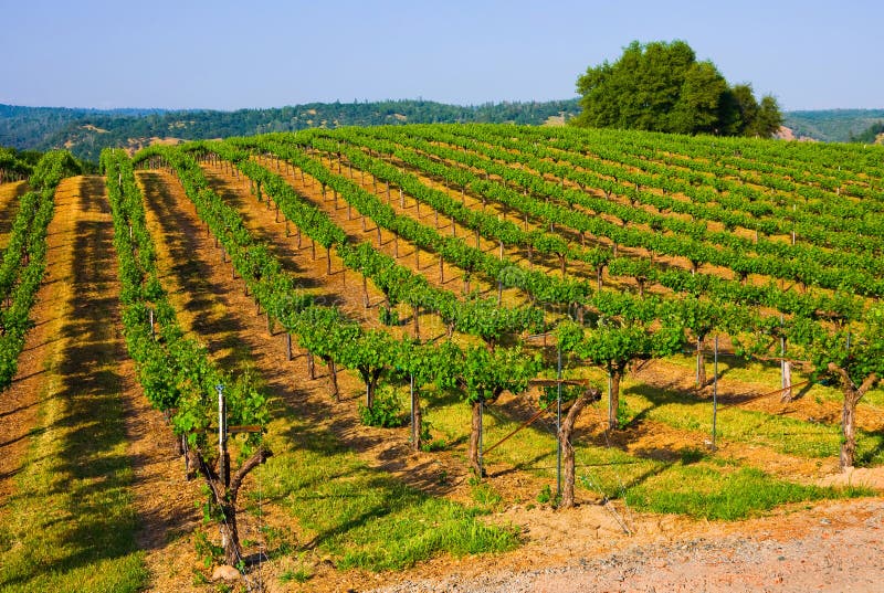 Vineyard stock image. Image of vine, farm, landscape - 16532735