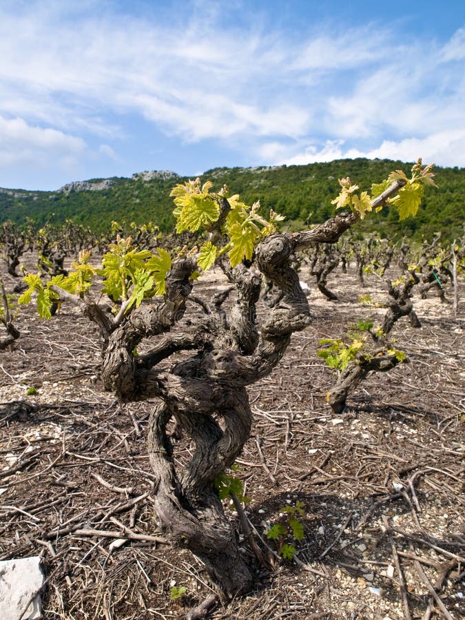 Fall Vineyard stock photo. Image of beauty, nature, seasonal - 2020818
