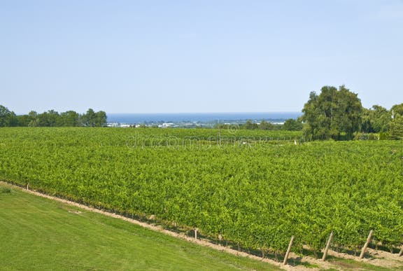 Vineyard stock image. Image of winery, field, vines, agriculture - 6166185