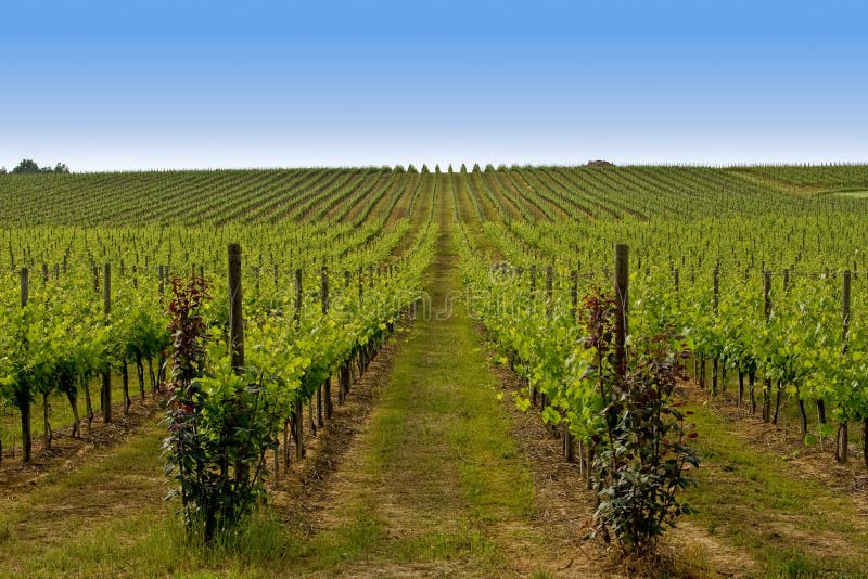 Vineyard - portrait stock photo. Image of growth, drink - 2641064