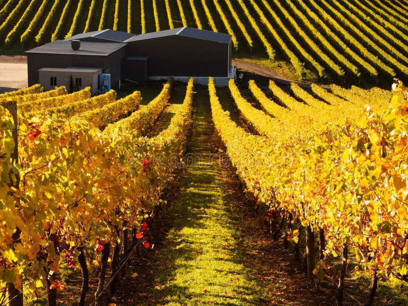 Vineyard in Adelaide Hills stock photo. Image of autumn - 40248032