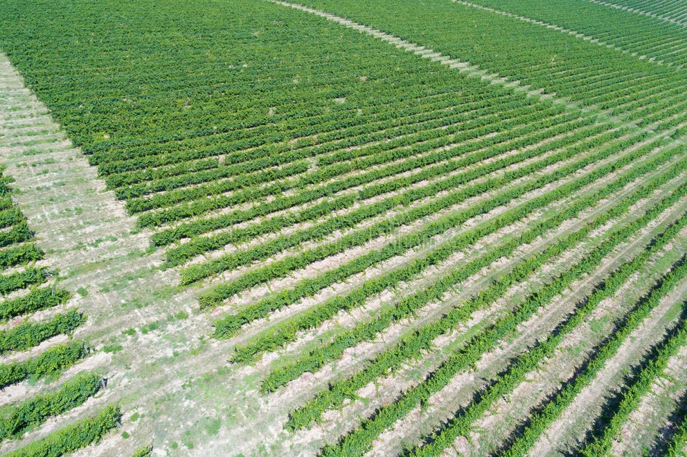 Vineyard aerial view stock image. Image of fertile, drone - 101689469
