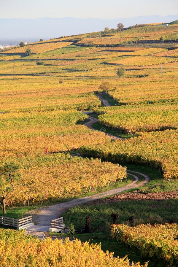 Vineyard of Alsace stock photo. Image of architecture - 39586326