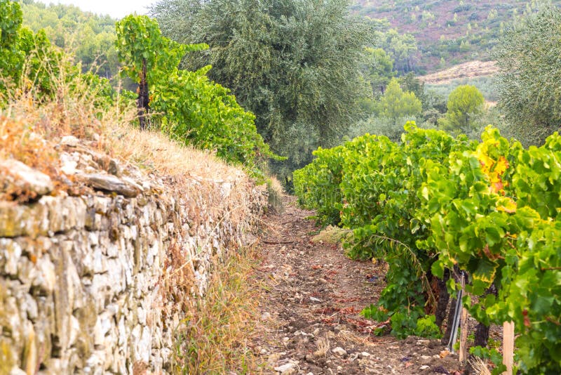 8,968 Ancient Vineyard Photos - Free & Royalty-Free Stock Photos from ...