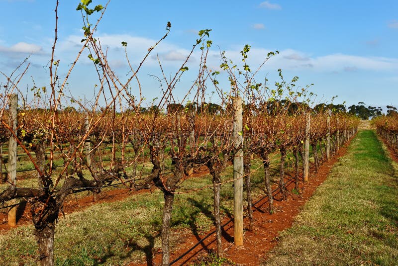 Grapevine in Spring stock photo. Image of napa, vitis - 34615226