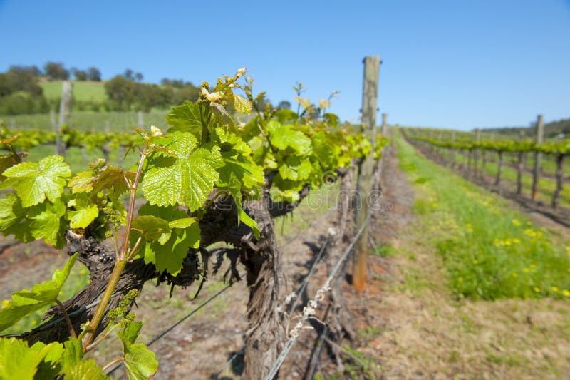 Grapevine in Spring stock photo. Image of napa, vitis - 34615226