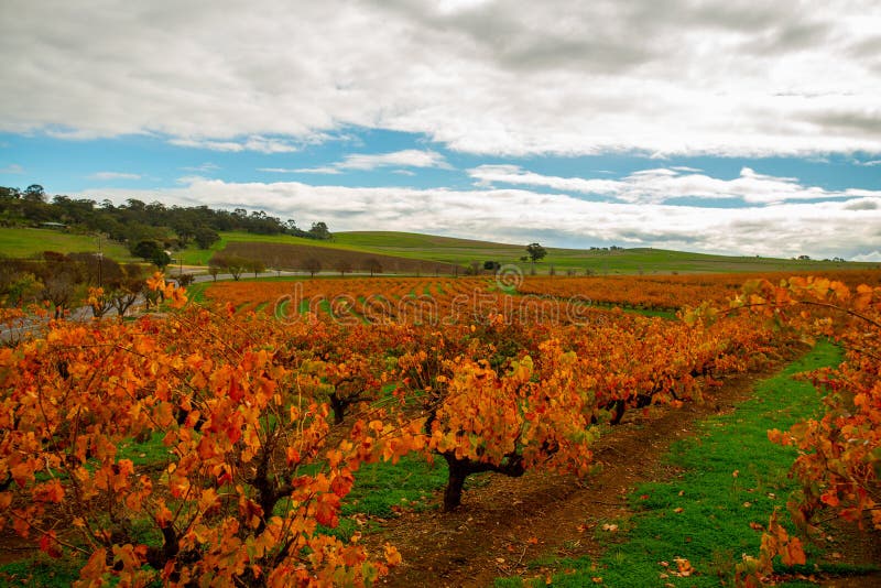 Vineyard in autumn stock image. Image of changing, green - 198386133