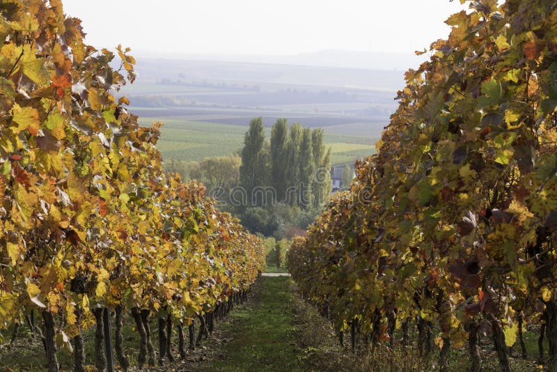 Vineyard in Adelaide Hills stock photo. Image of autumn - 40248032