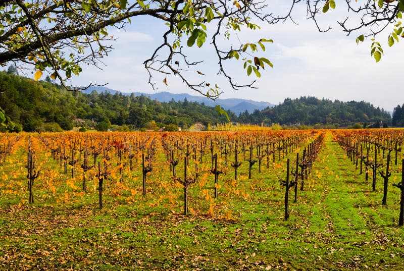 Autumn Vineyard/Napa Valley Stock Image - Image of beverage, warm: 3529181