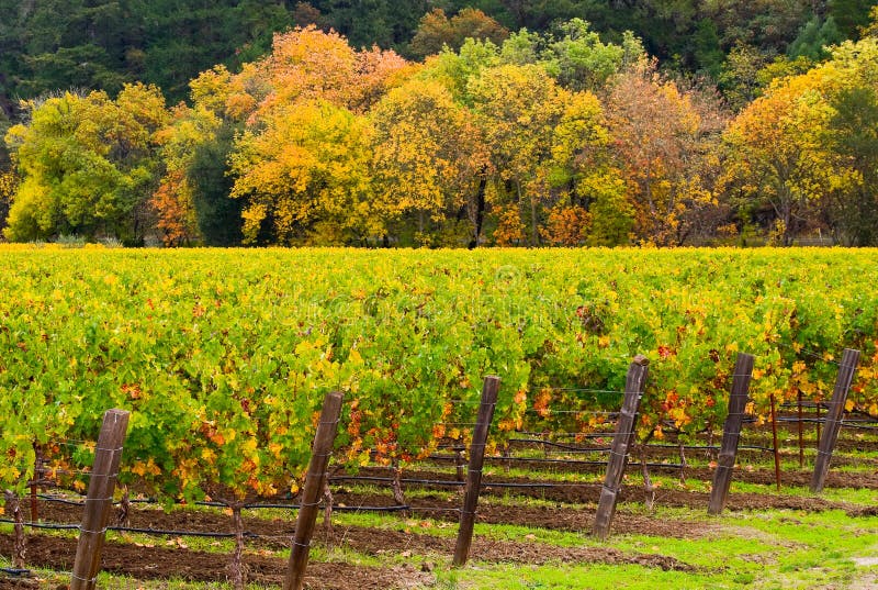 Fall Vineyard stock photo. Image of beauty, nature, seasonal - 2020818