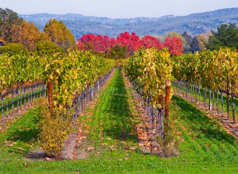 Colorful Autumn in Adelaide Hills Wine Region Stock Image - Image of ...