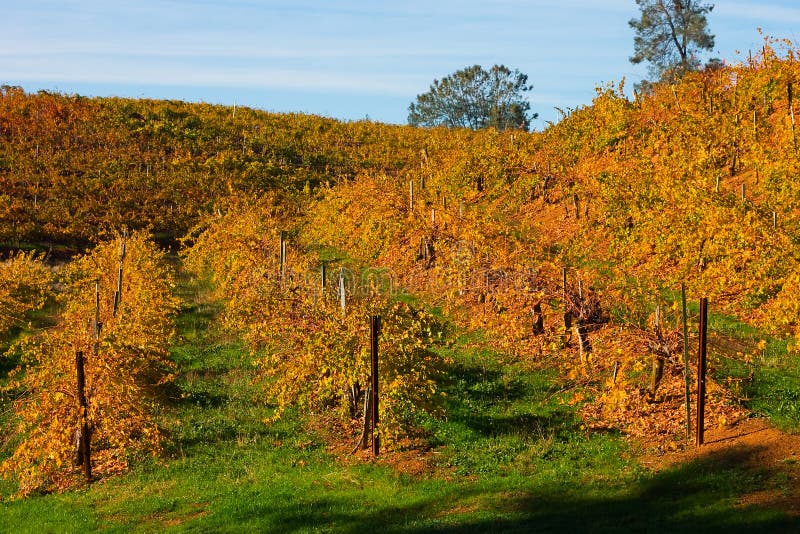 Vineyard in Autumn stock image. Image of grapes, hills - 7269585